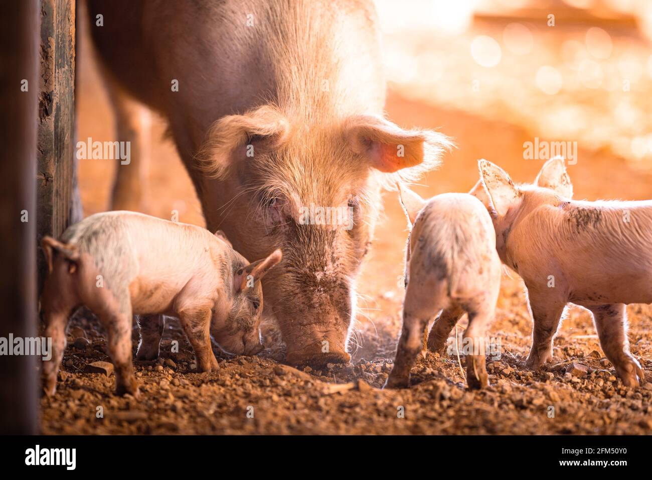 Pig farm australia hi-res stock photography and images - Alamy