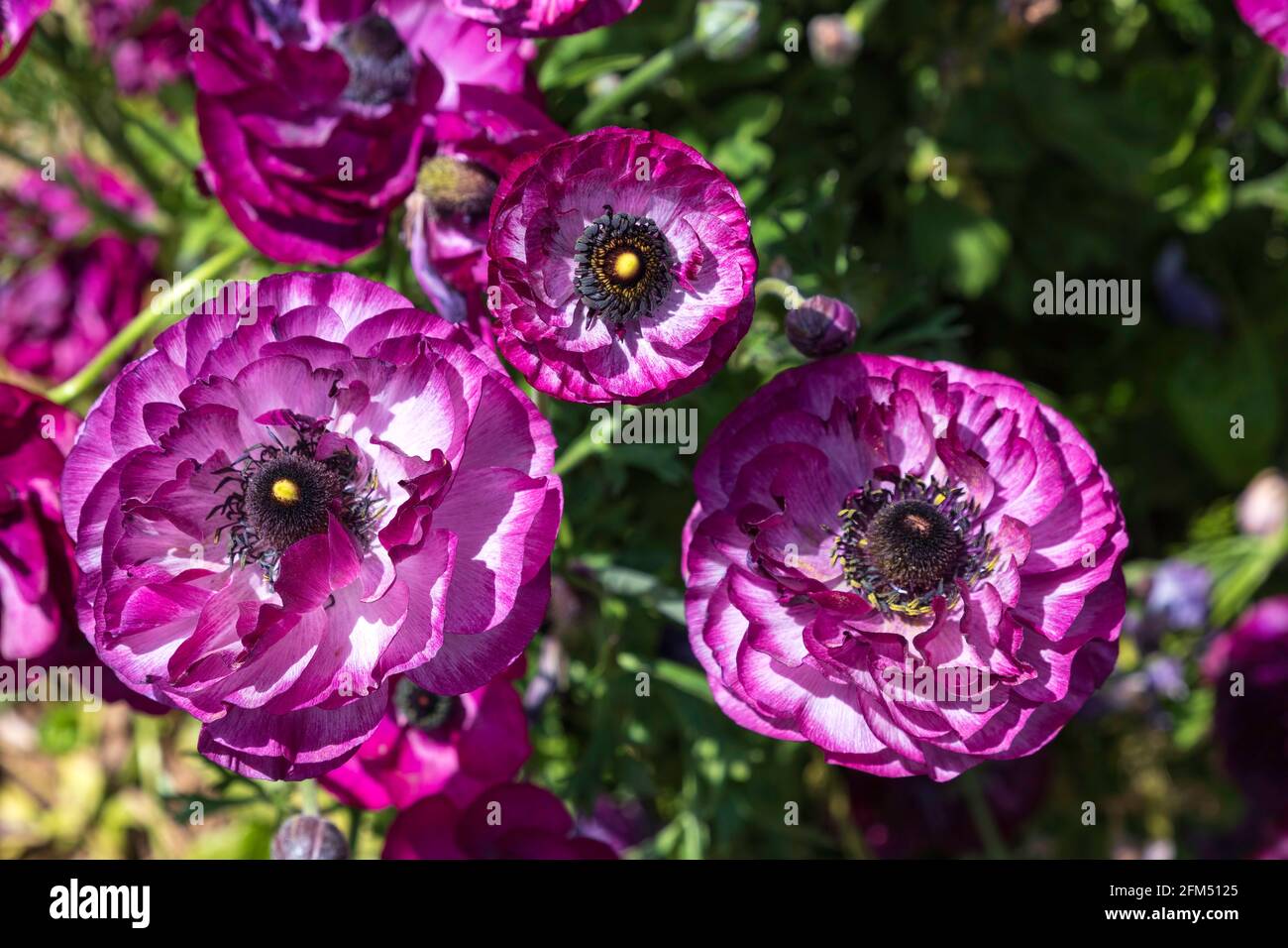 Cultivated flowers hi-res stock photography and images - Alamy