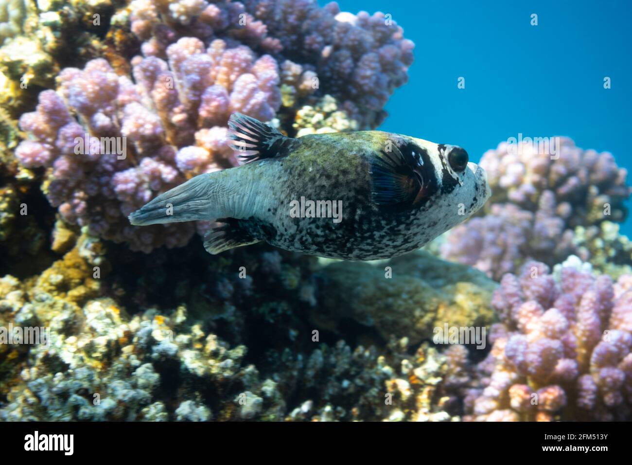 Tropical fish in the ocean. Masked Puffer. Ugly Puffer Fish in Red Sea ...