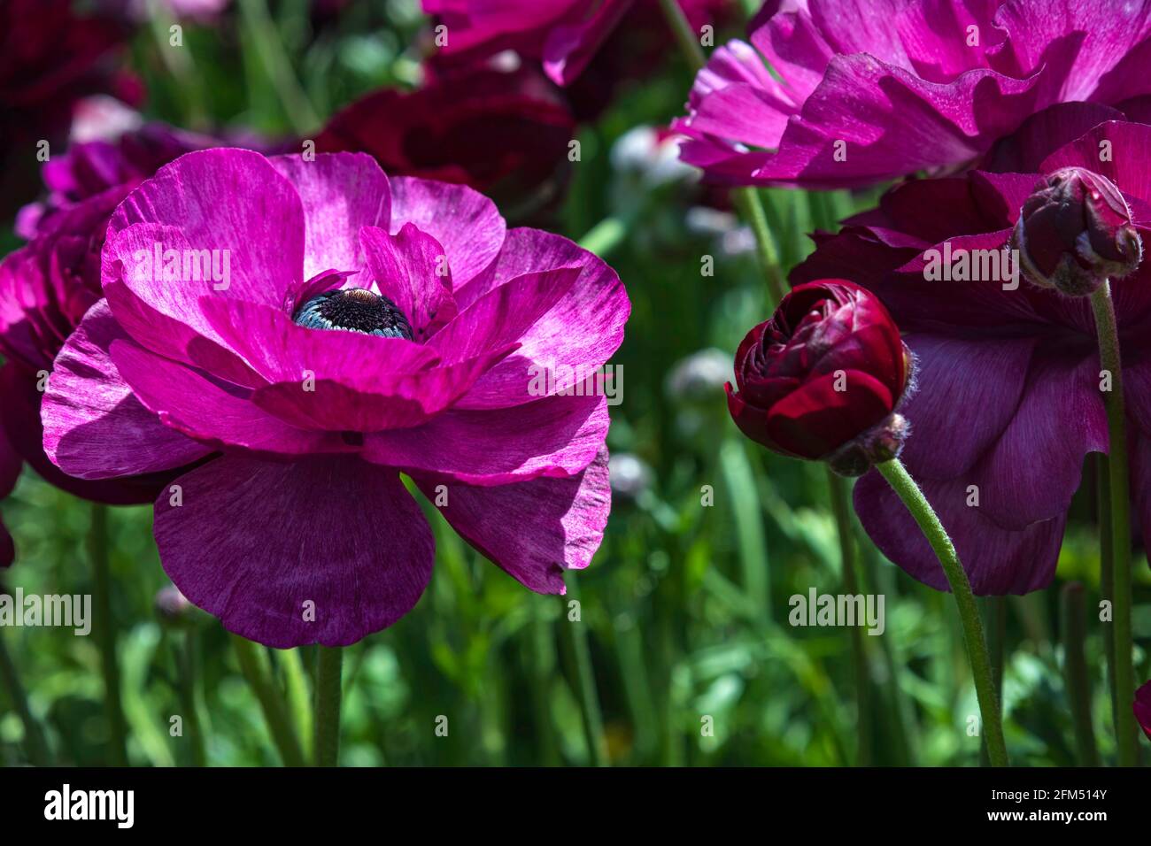 Purple cultivated flowers garden hi-res stock photography and images ...