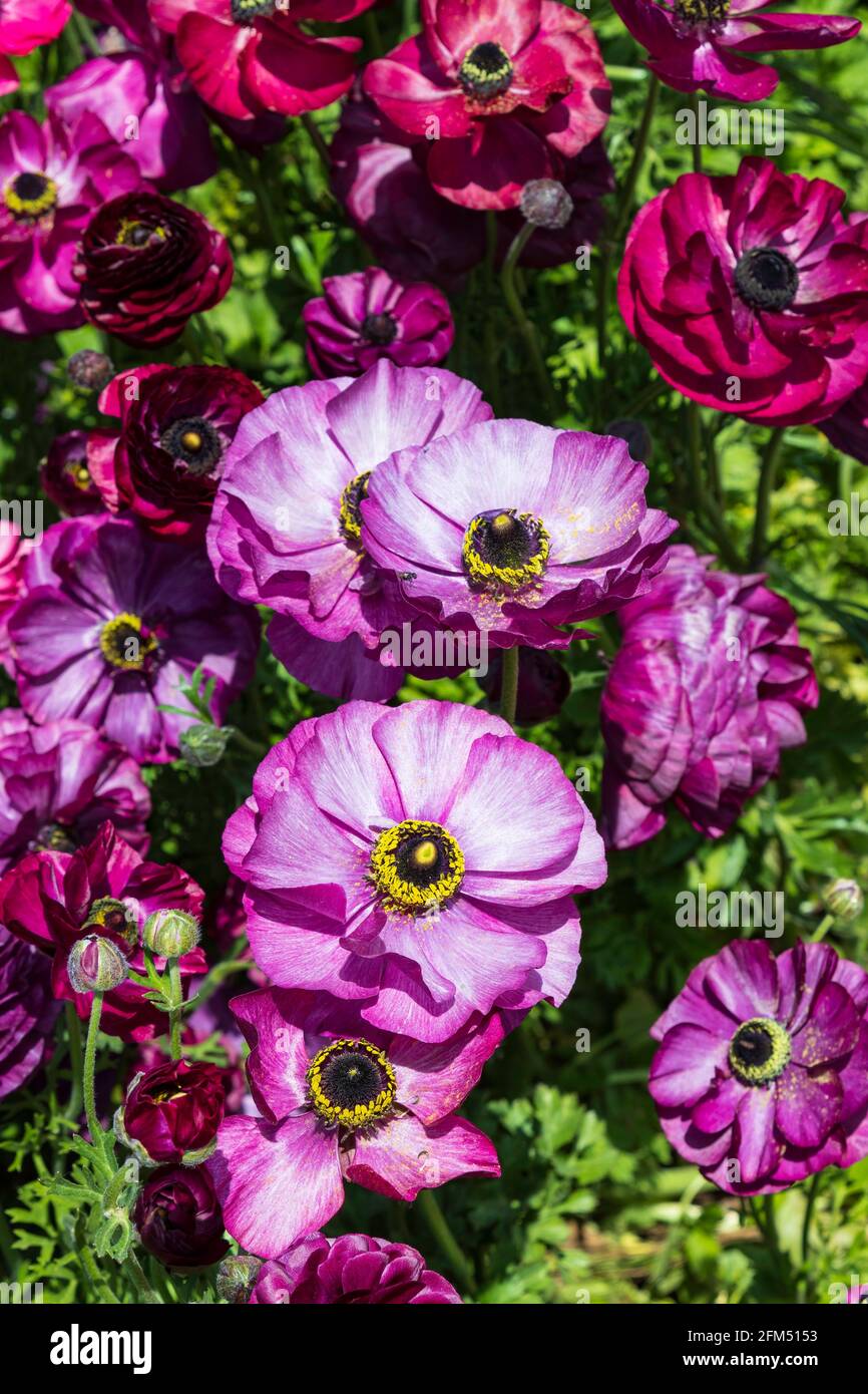 Cultivated flowers hi-res stock photography and images - Alamy