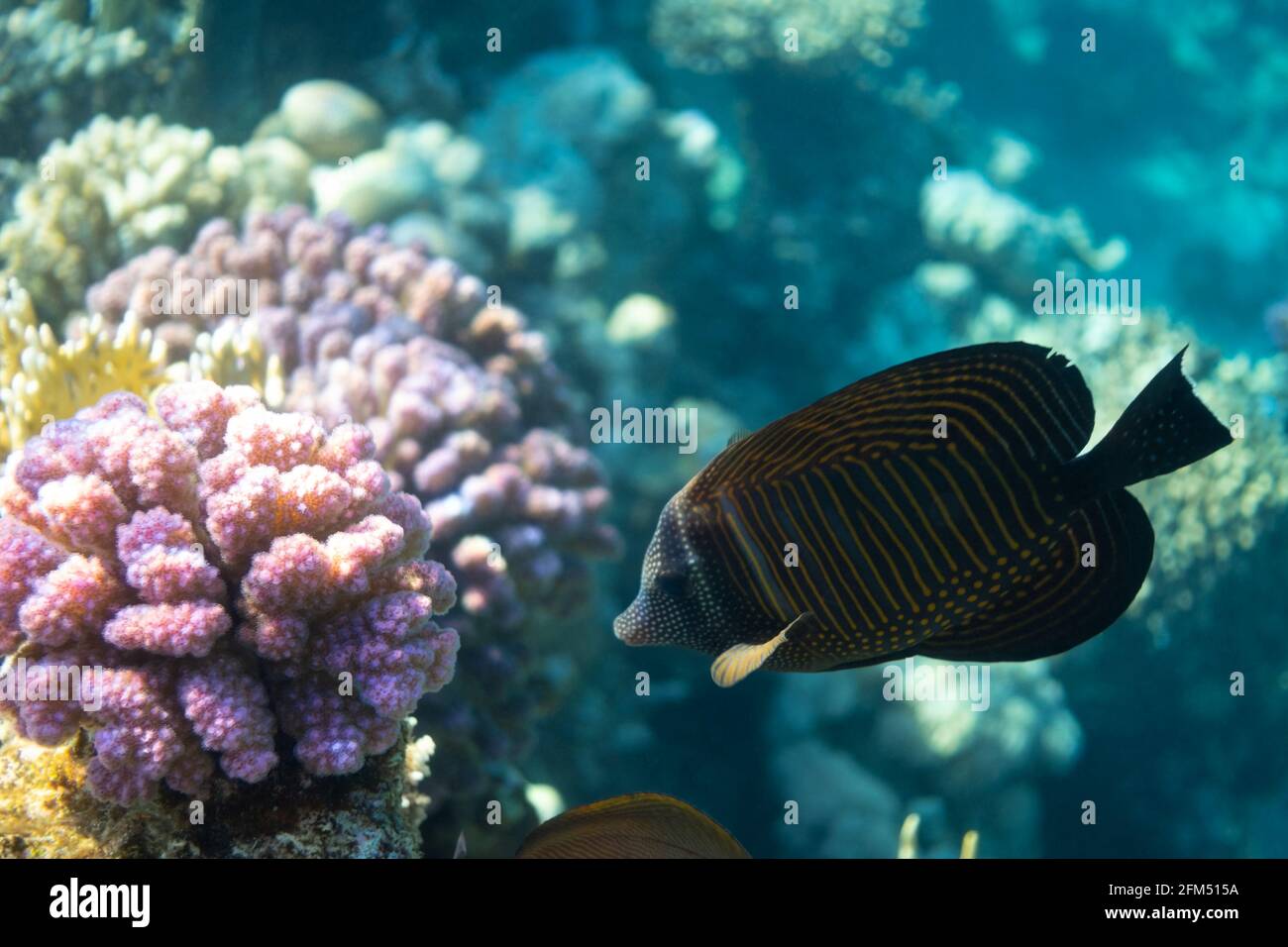 Red Sea sailfin tang (Zebrasoma desjardinii) over bright coral reef in ...