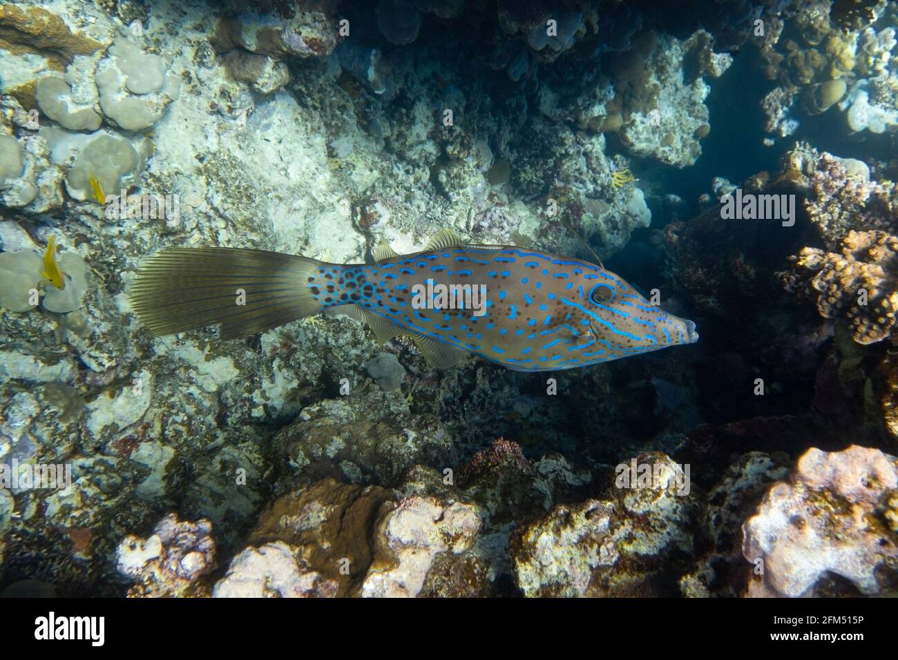 Brightly colored scrawled filefish (aluterus scriptus, scribbled ...