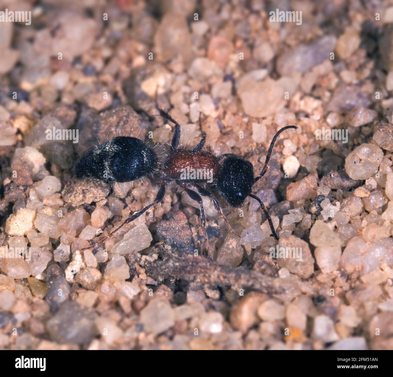 Parasitoid High Resolution Stock Photography and Images - Alamy