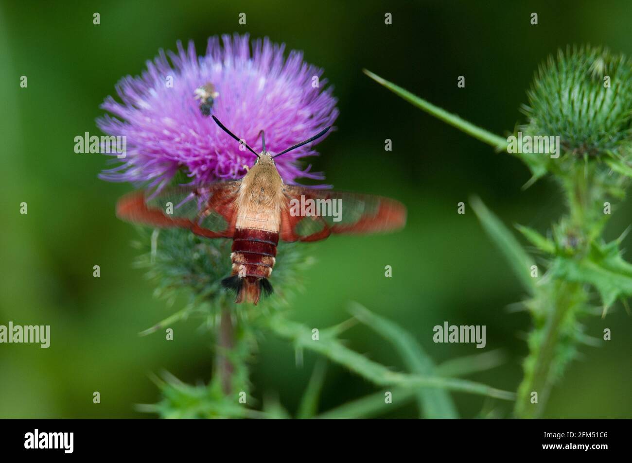 Hummingbird moth at flower Stock Photo - Alamy