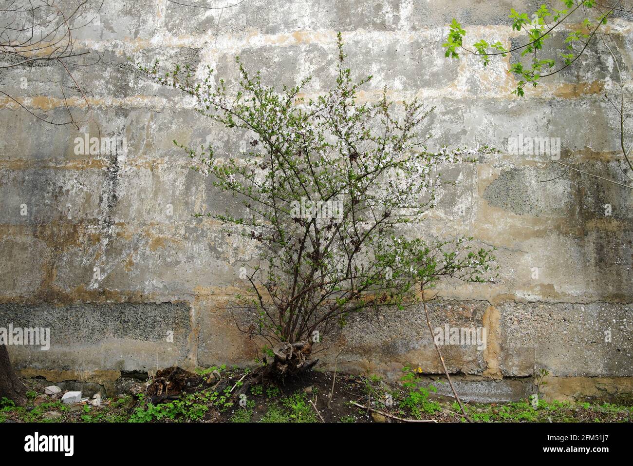 A sawn-down apple tree under the concrete support wall sprouted new ...