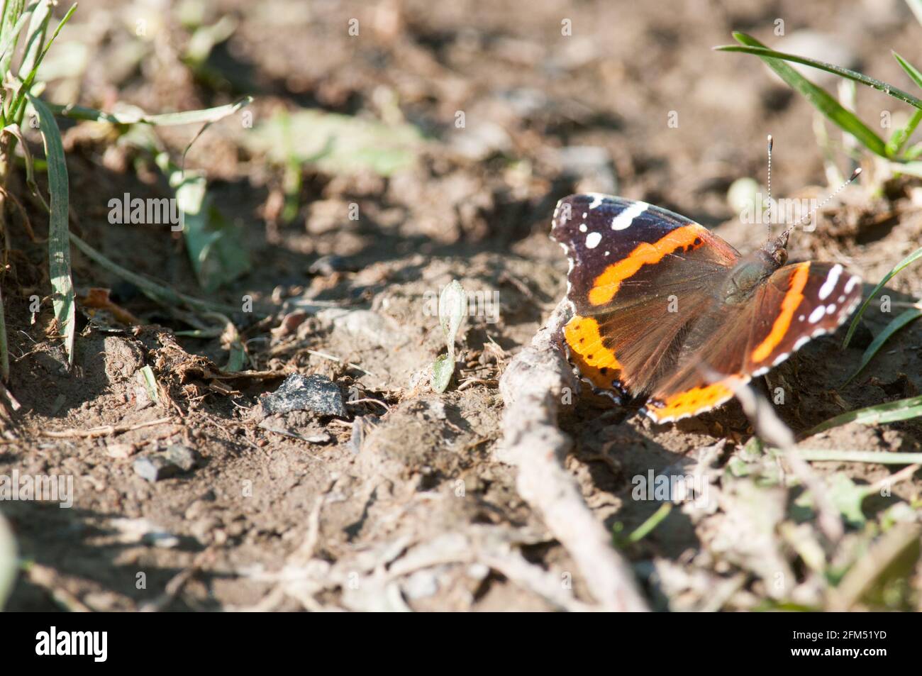 Multi color butterfly hi-res stock photography and images - Alamy