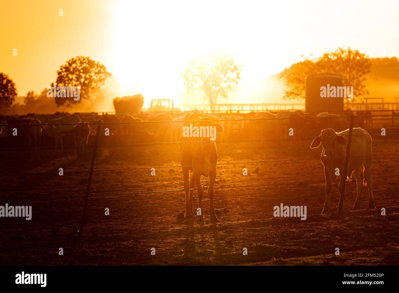 The bulls in the yards on a remote cattle station in Northern Territory ...