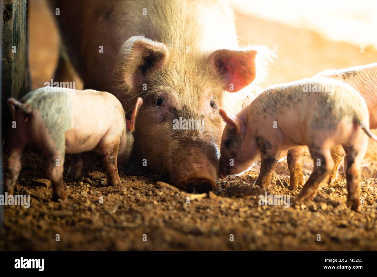 A female pig with her piglets on a remote cattle station in Northern ...