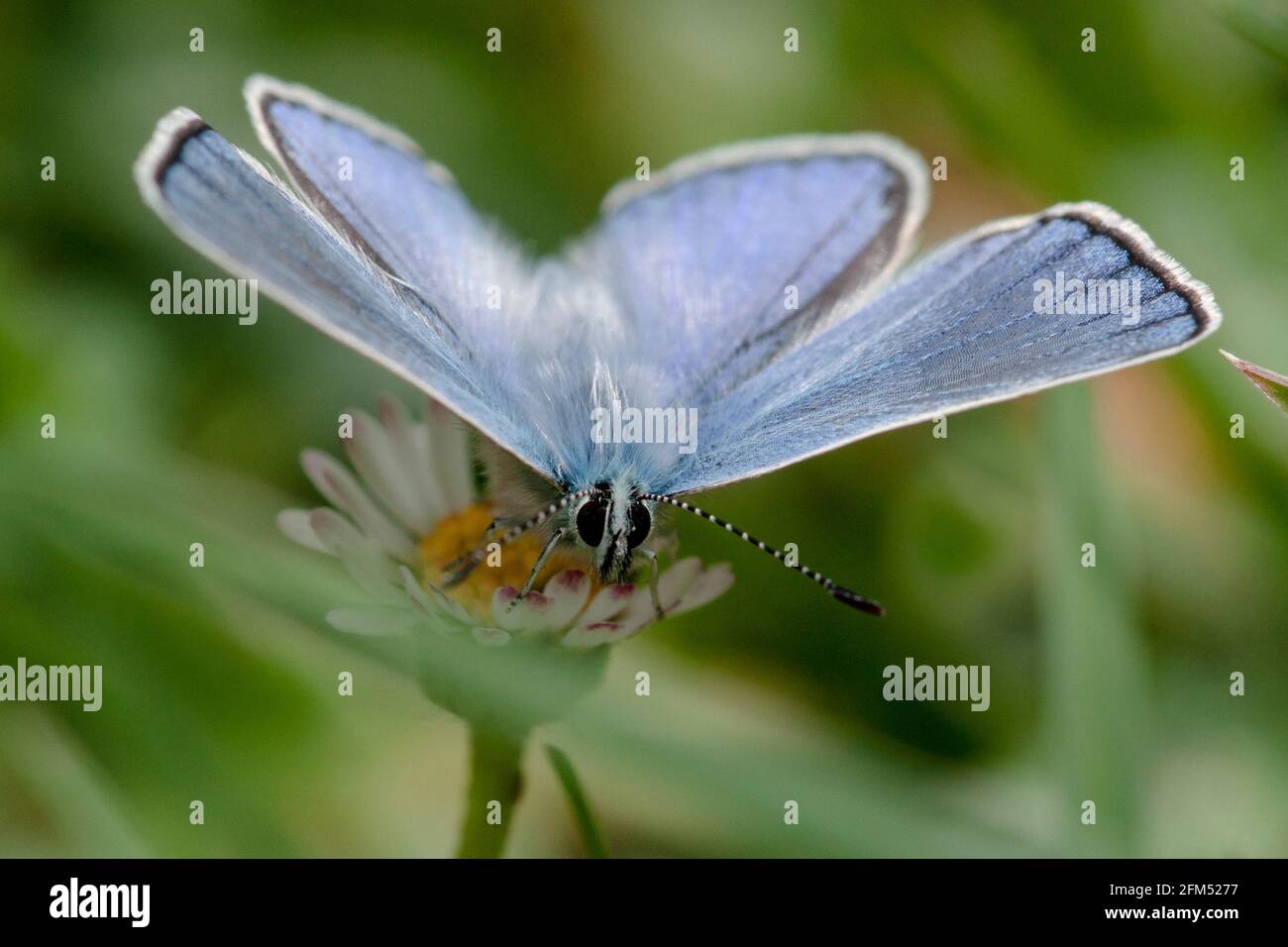 Blue farfalla hi-res stock photography and images - Alamy