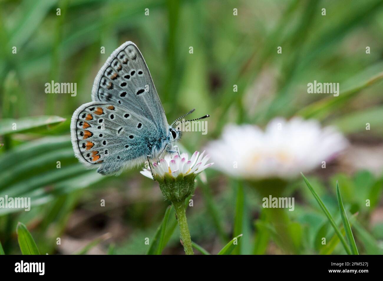 Volare blue hi-res stock photography and images - Alamy