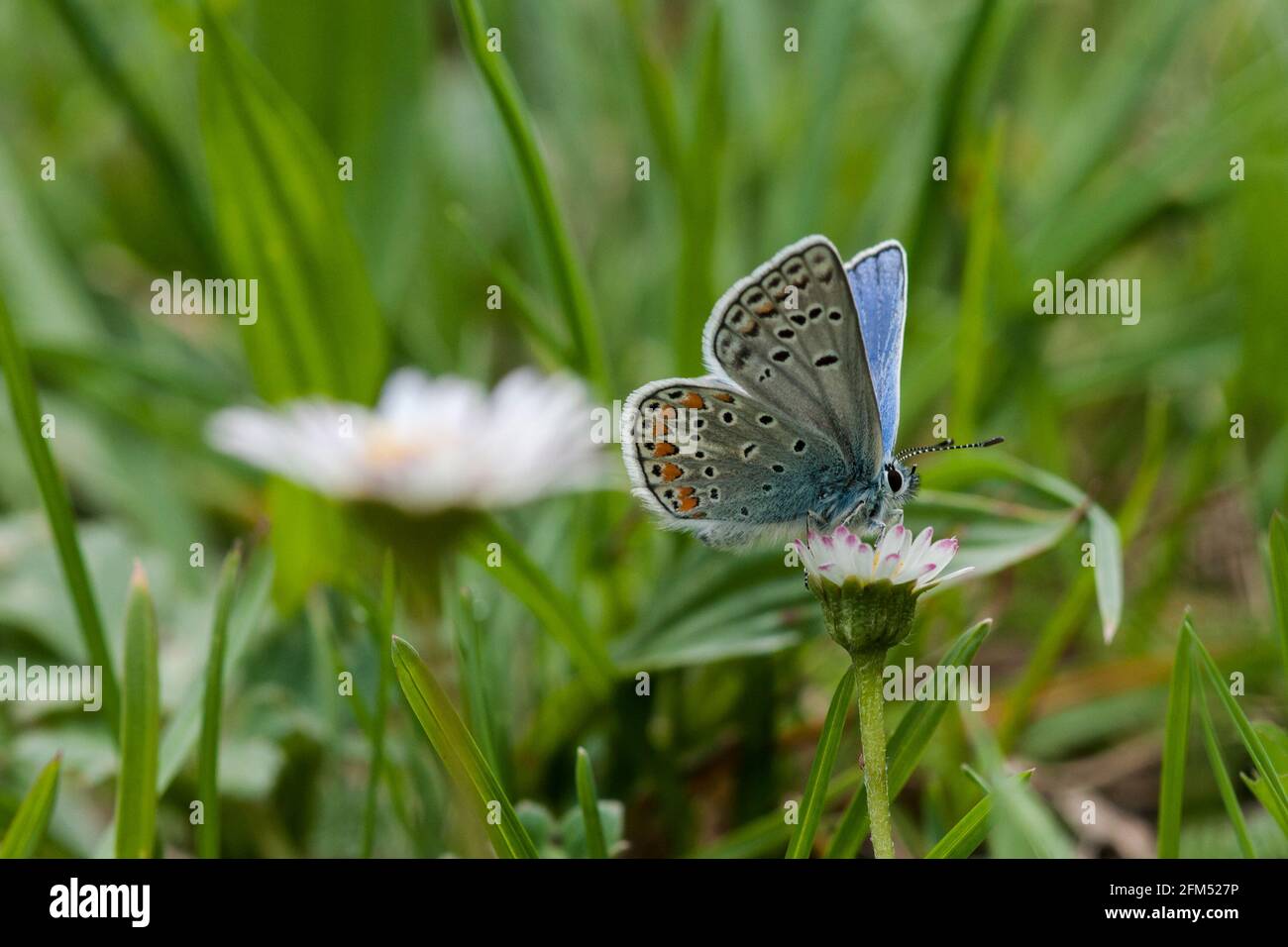 Blue farfalla hi-res stock photography and images - Alamy