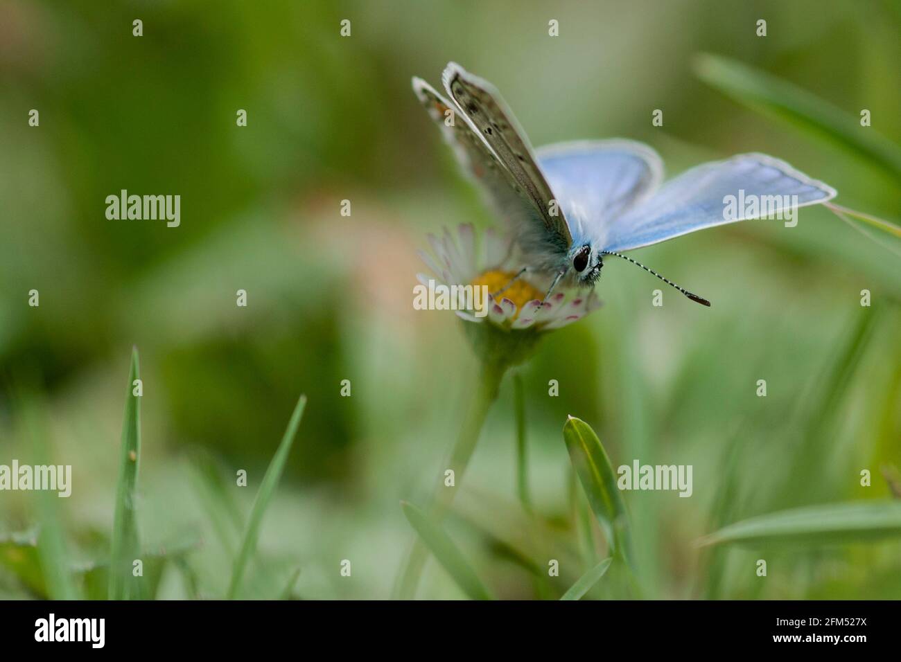 Volare blue hi-res stock photography and images - Alamy