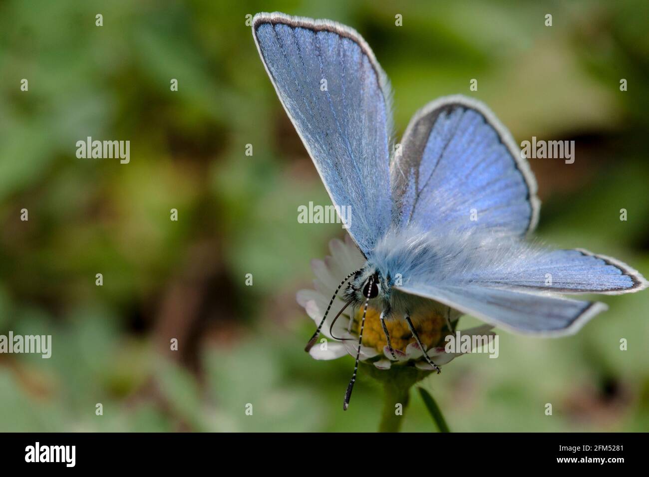 Volare blue hi-res stock photography and images - Alamy