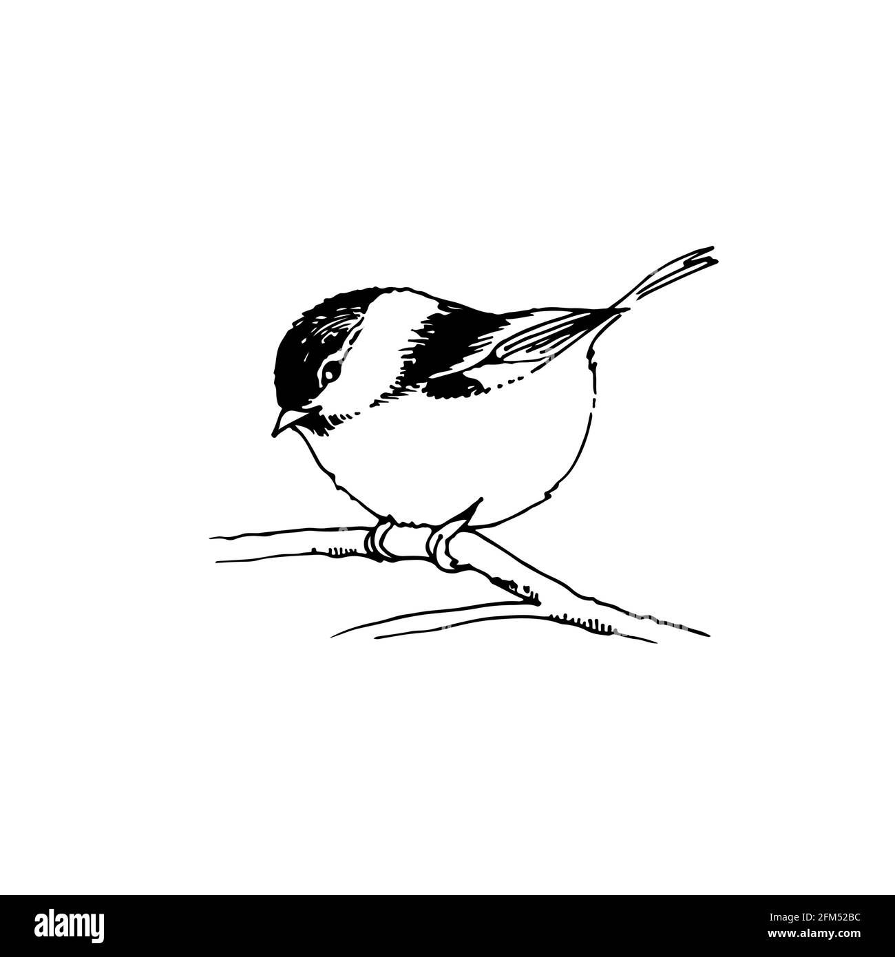 Hand drawn bird, willow tit sitting on a tree branch doodle, vector ...