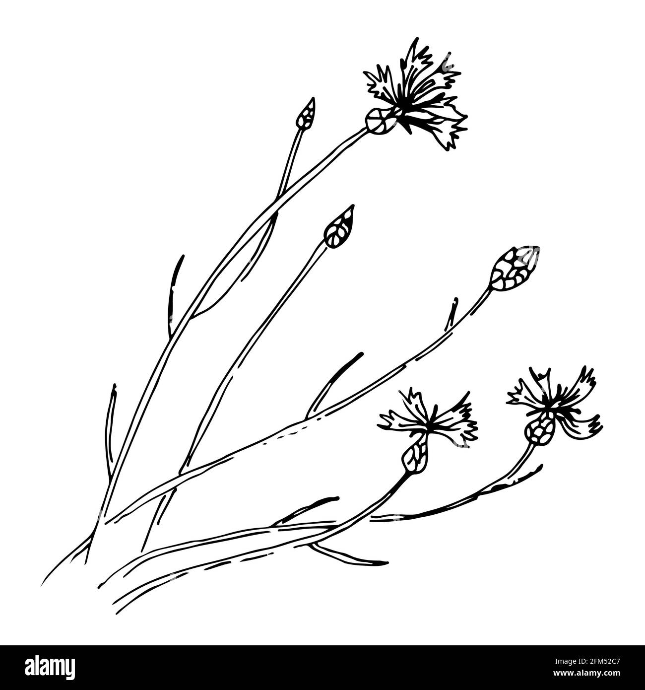 Cornflower Vector