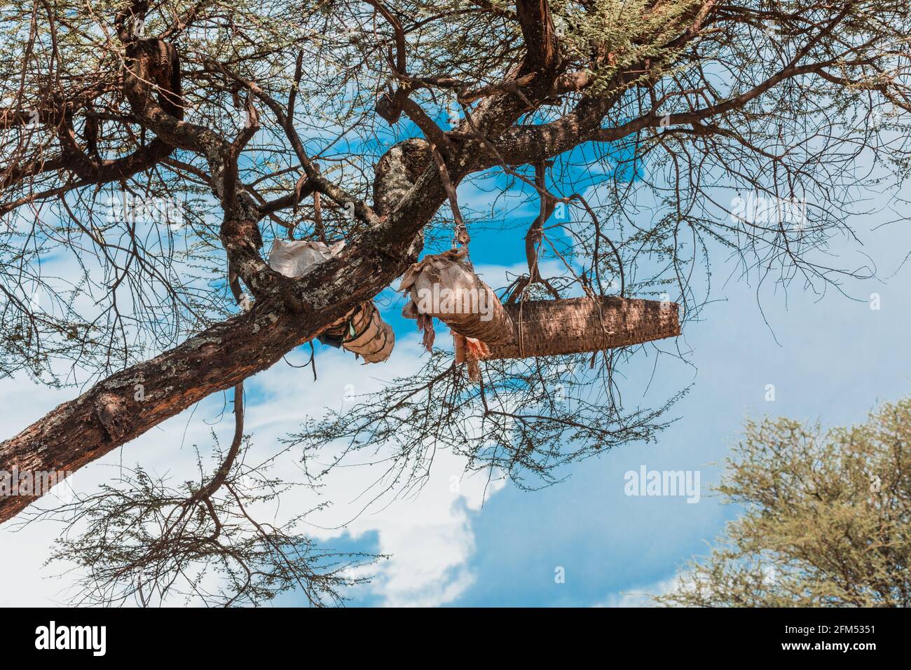 Ethiopian natives traditional collect honey by hanging the bee hives on ...