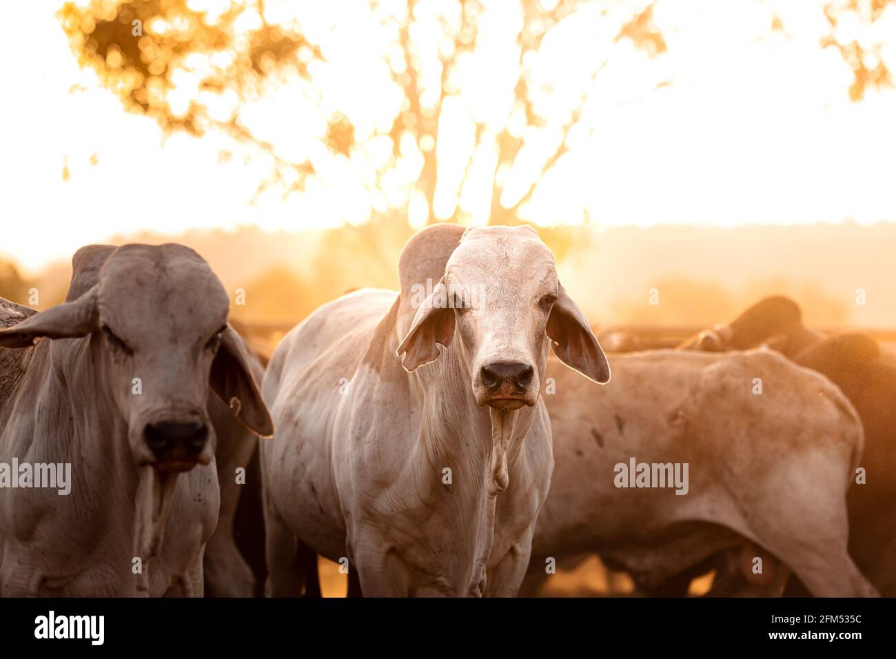 The bulls in the yards on a remote cattle station in Northern Territory ...