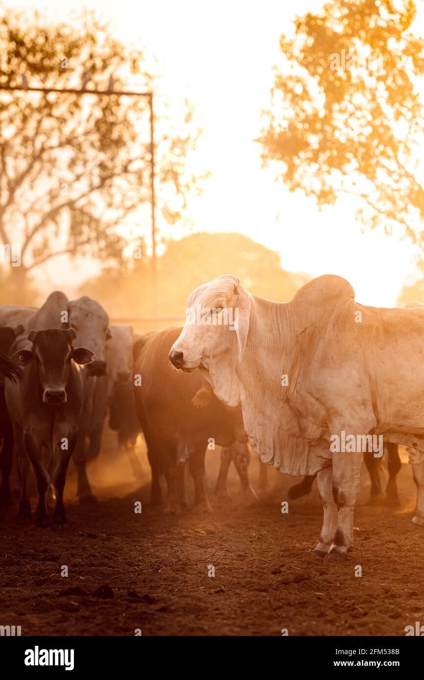 The bulls in the yards on a remote cattle station in Northern Territory ...