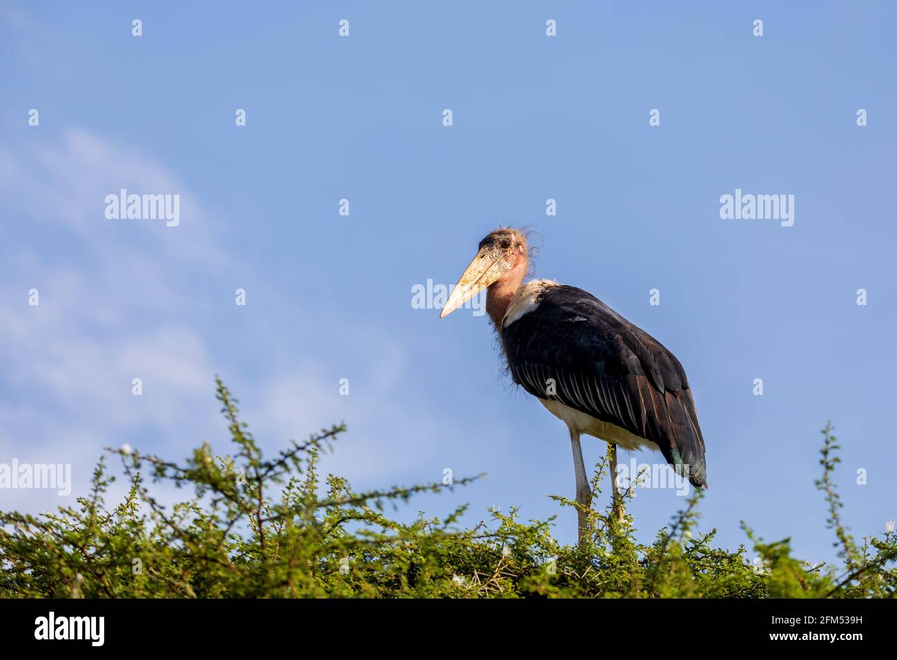 Leptoptilos, very large tropical storks known as Marabou Stork on top ...