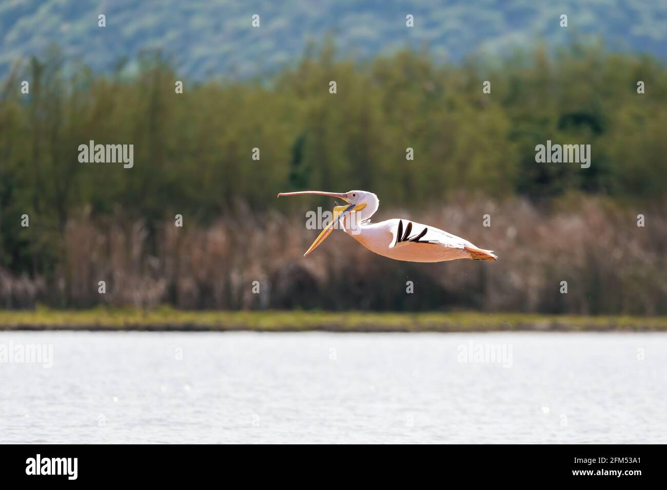 bird great White Pelicans, Pelecanus onocrotalus, flying over the water ...