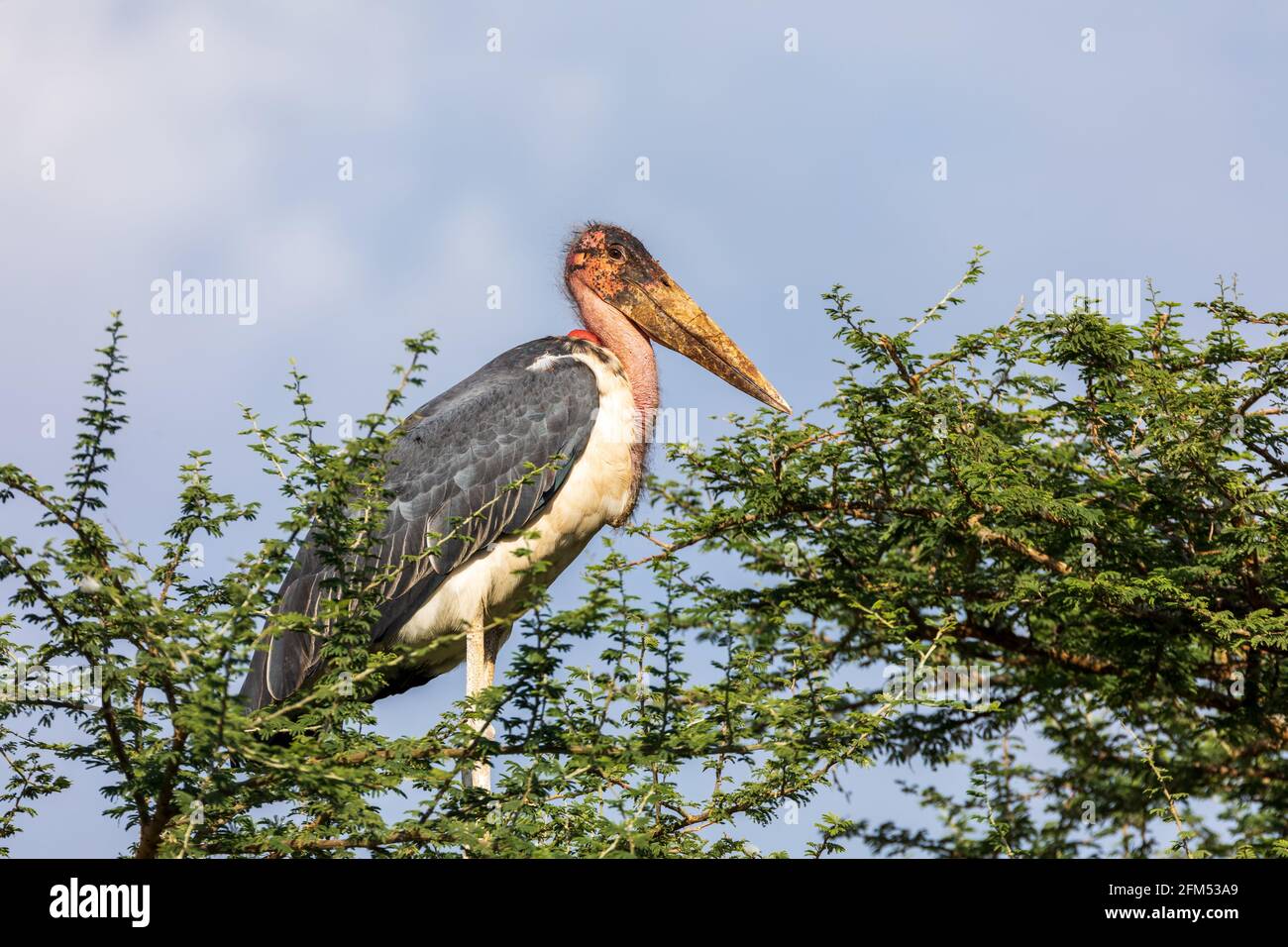 Leptoptilos, very large tropical storks known as Marabou Stork on top ...