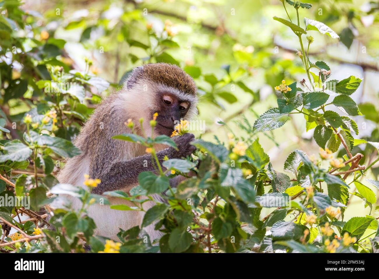 cute feeding Vervet monkey in Lake Chamo national park, Arba Minch ...