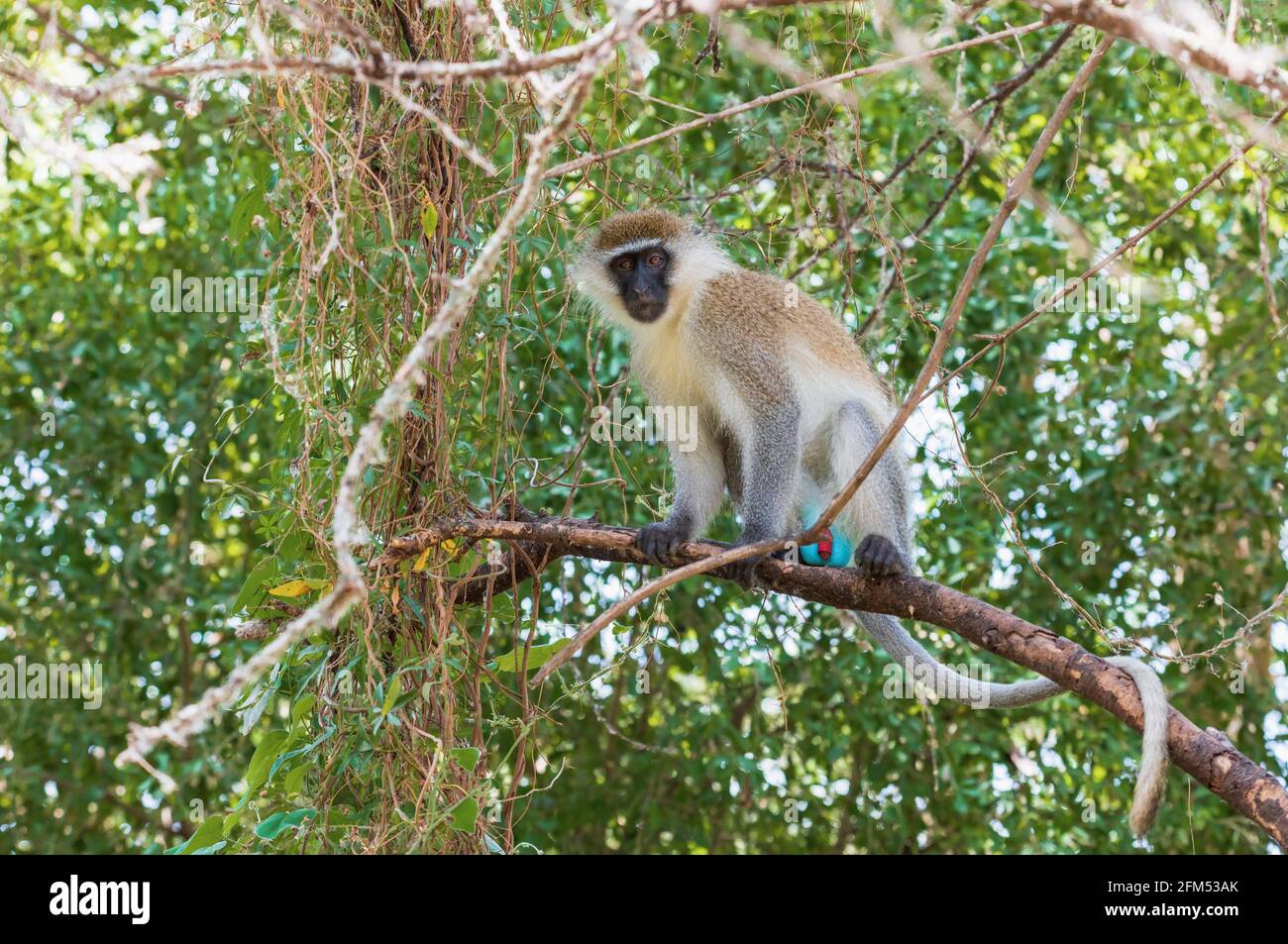 cute Vervet monkey in Lake Chamo national park, Arba Minch, Ethiopia ...