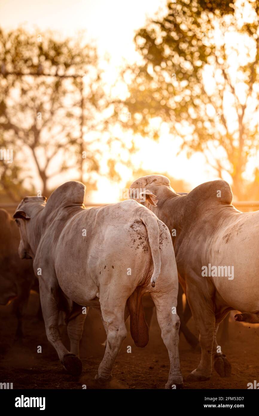 The bulls in the yards on a remote cattle station in Northern Territory ...