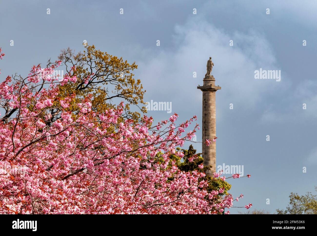 ELGIN MORAY SCOTLAND SPRINGTIME WITH PINK CHERRY BLOSSOM Prunus ...