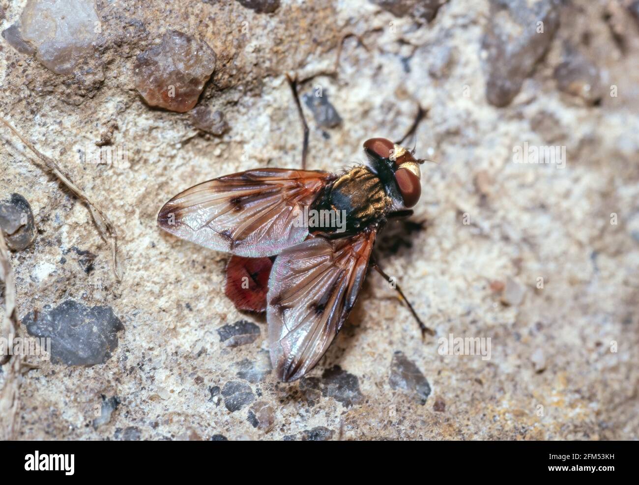 Ceratitis Capitata High Resolution Stock Photography and Images - Alamy