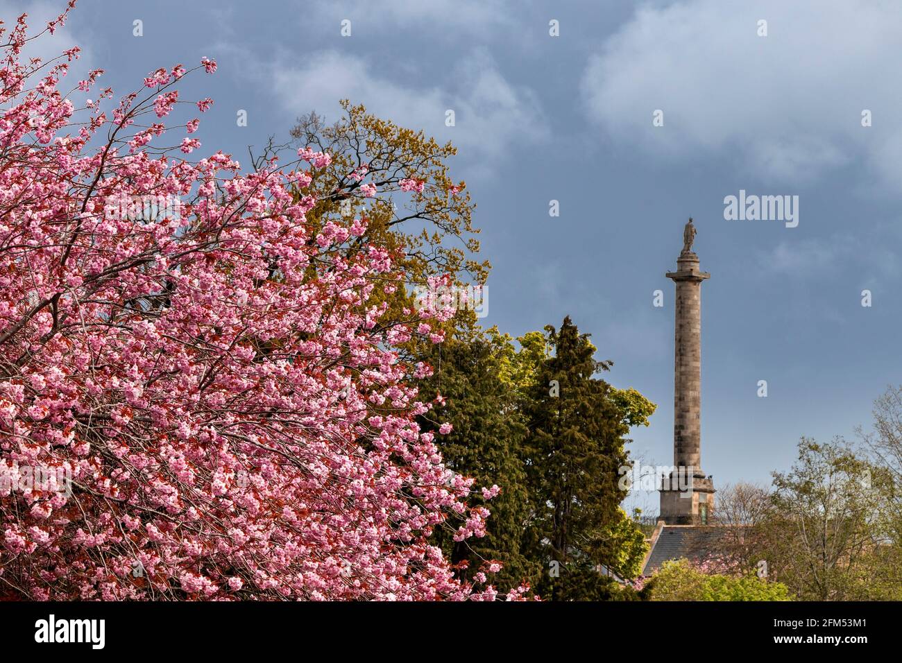 ELGIN MORAY SCOTLAND SPRINGTIME WITH PINK CHERRY BLOSSOM Prunus ...
