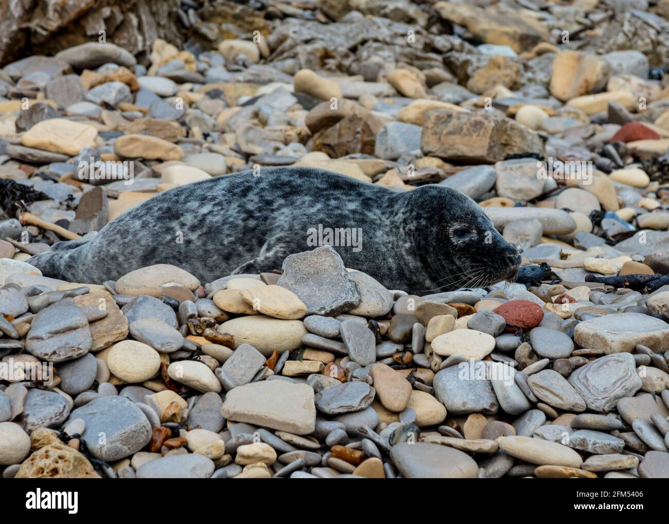 Seal up hi-res stock photography and images - Alamy
