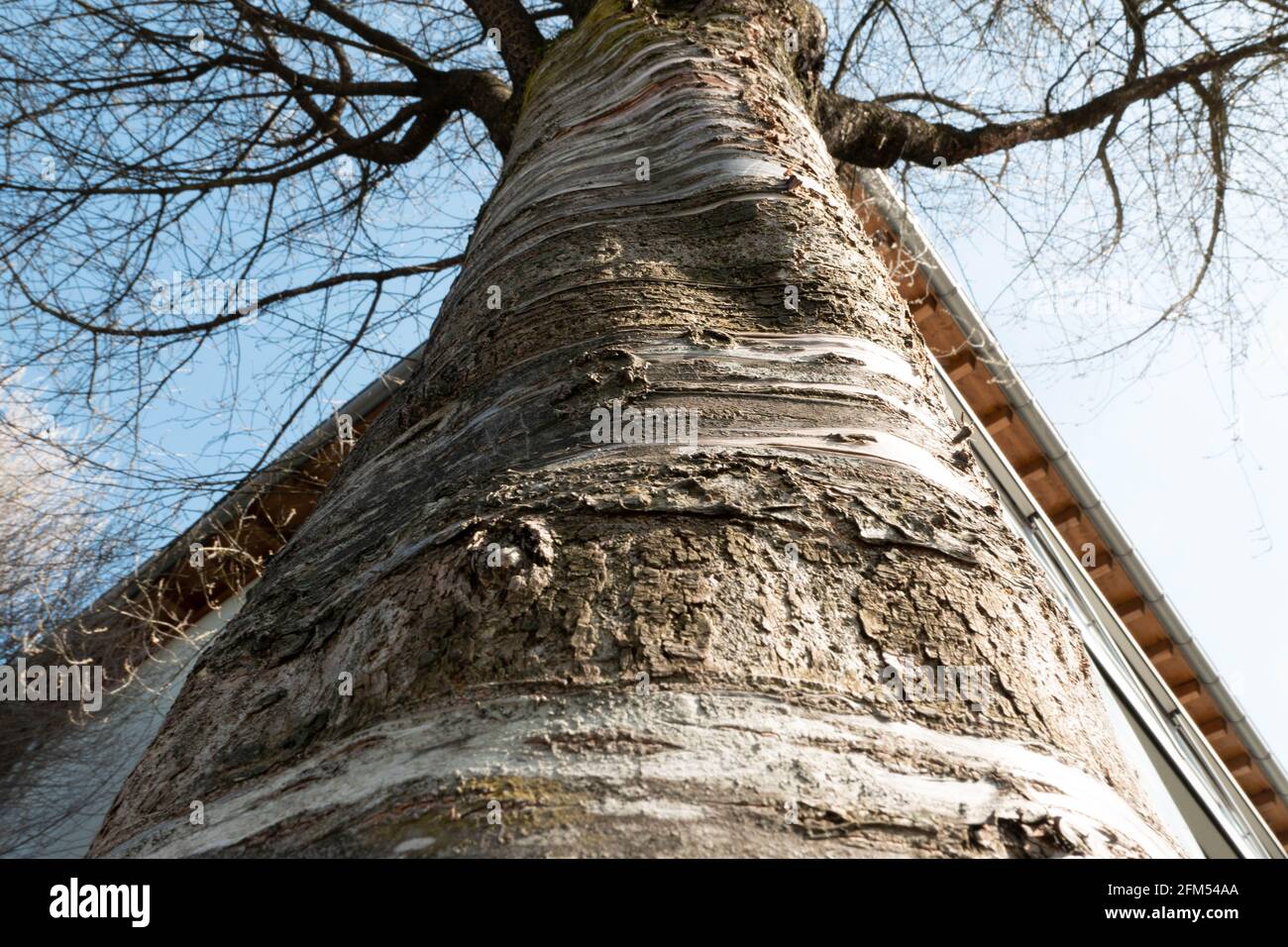 German tree photographed from below Stock Photo - Alamy