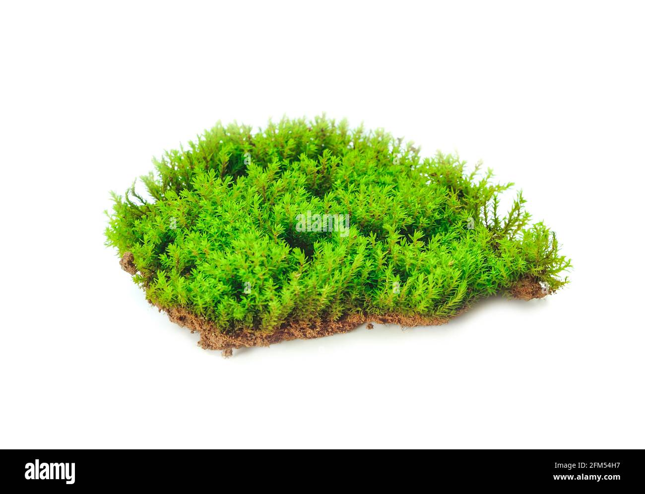 Moss on white background Stock Photo - Alamy