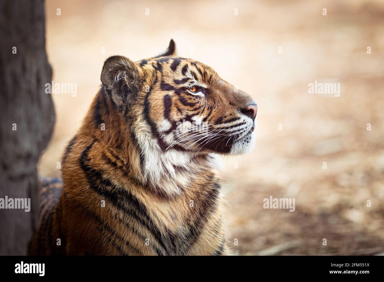Asian tiger hi-res stock photography and images - Alamy