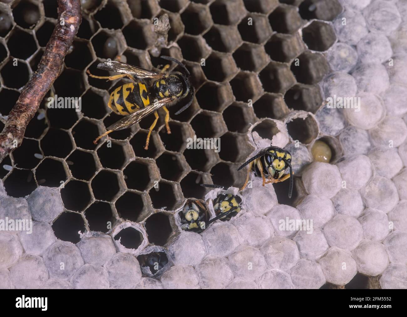 Vespula Germanica Nest High Resolution Stock Photography and Images - Alamy