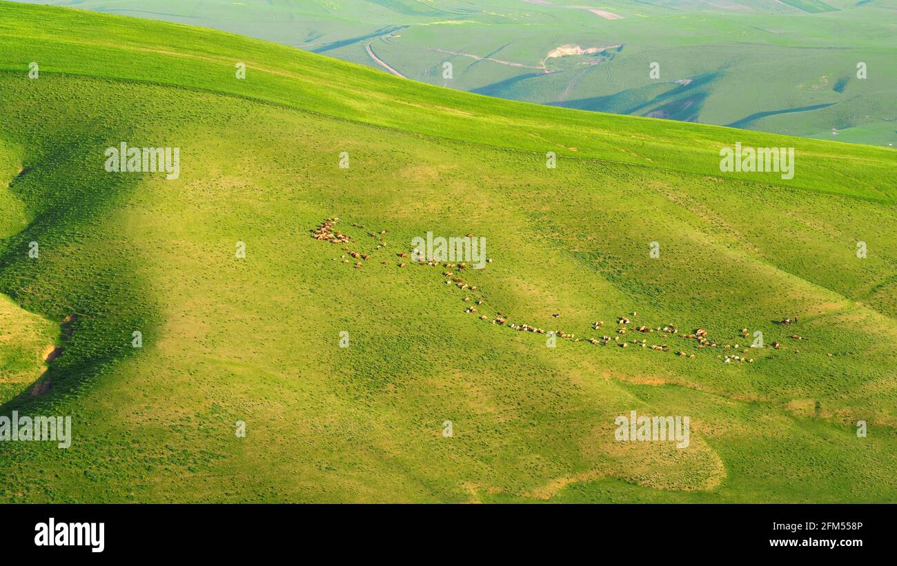 Flock sheep on plain hi-res stock photography and images - Alamy