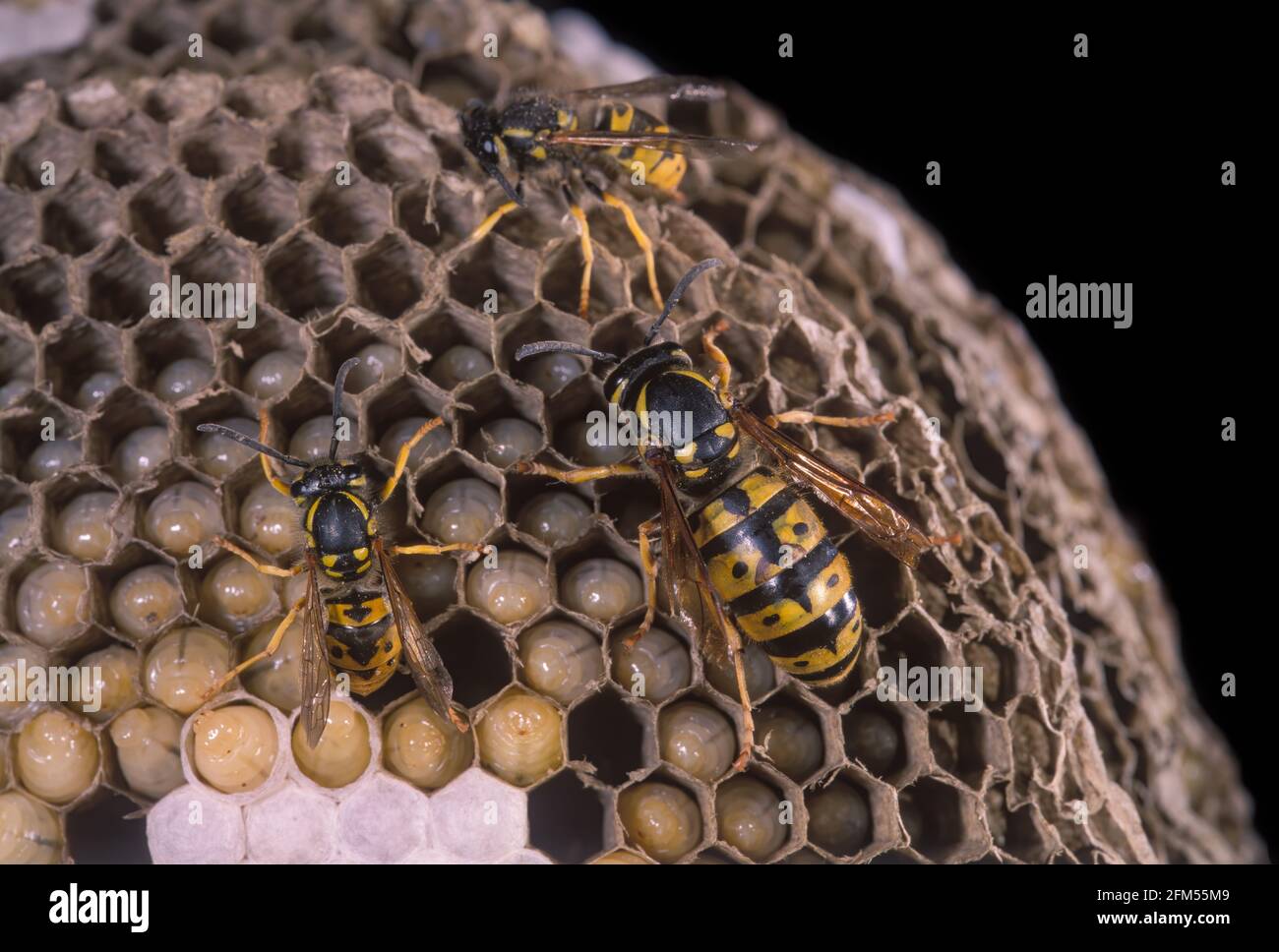 Vespula Germanica Nest High Resolution Stock Photography and Images - Alamy