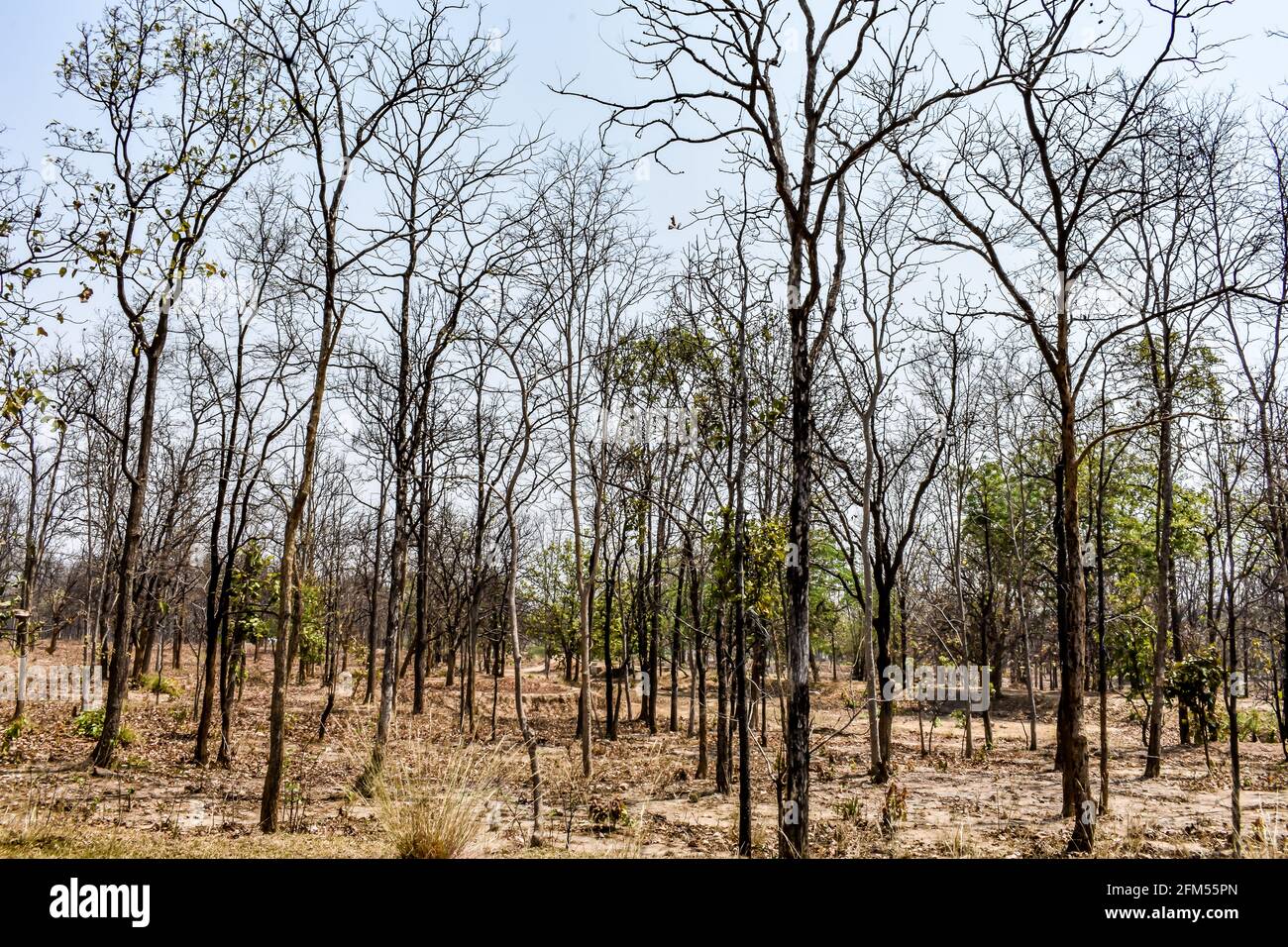 Dry Forest And mixed forest. During the dry season in India Stock Photo ...