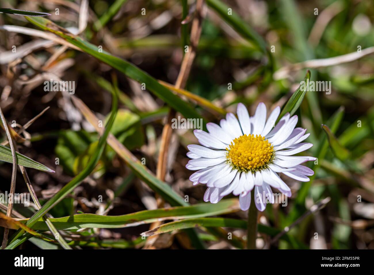 Daisy plant in the forest, close up Stock Photo - Alamy