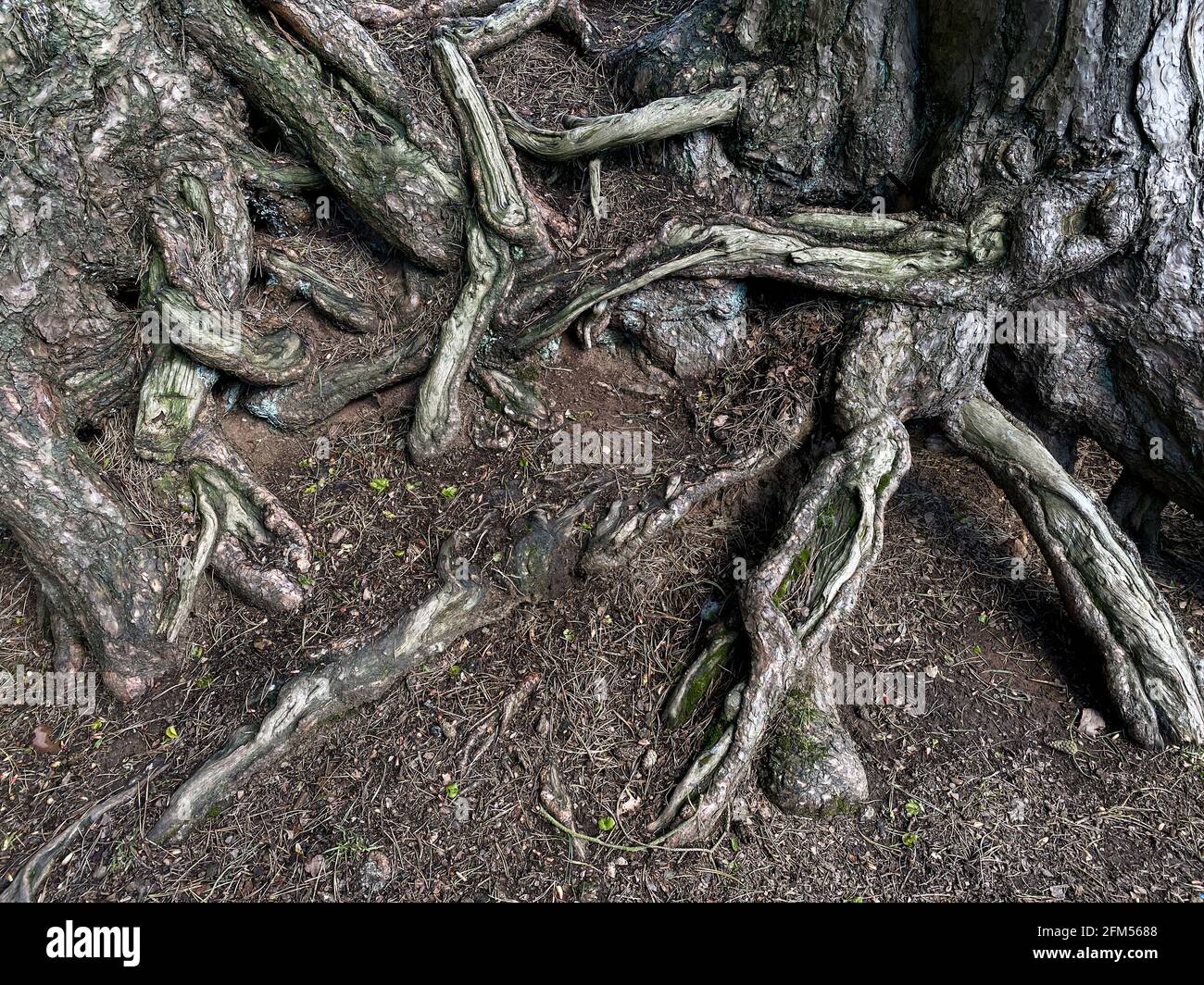 Old twisted tree roots on the surface in Worcestershire, ENgland Stock ...