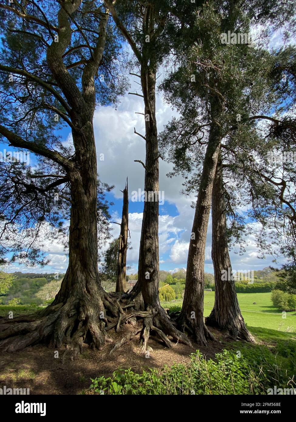 Clinging to the trunks hi-res stock photography and images - Alamy
