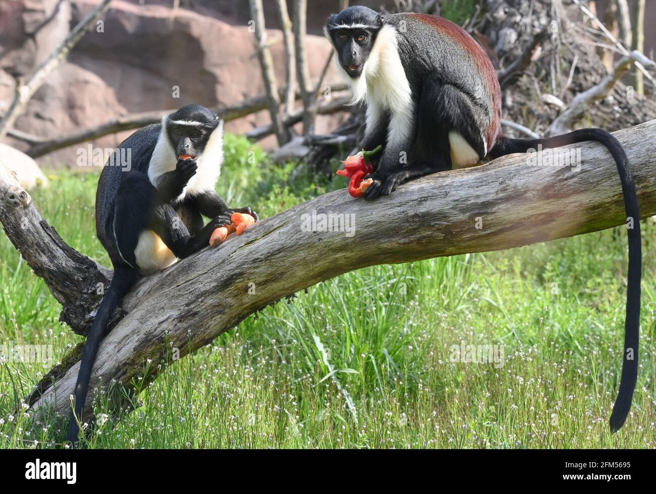 06 May 2021, Berlin: The Roloway monkeys Akua (l) and her partner ...