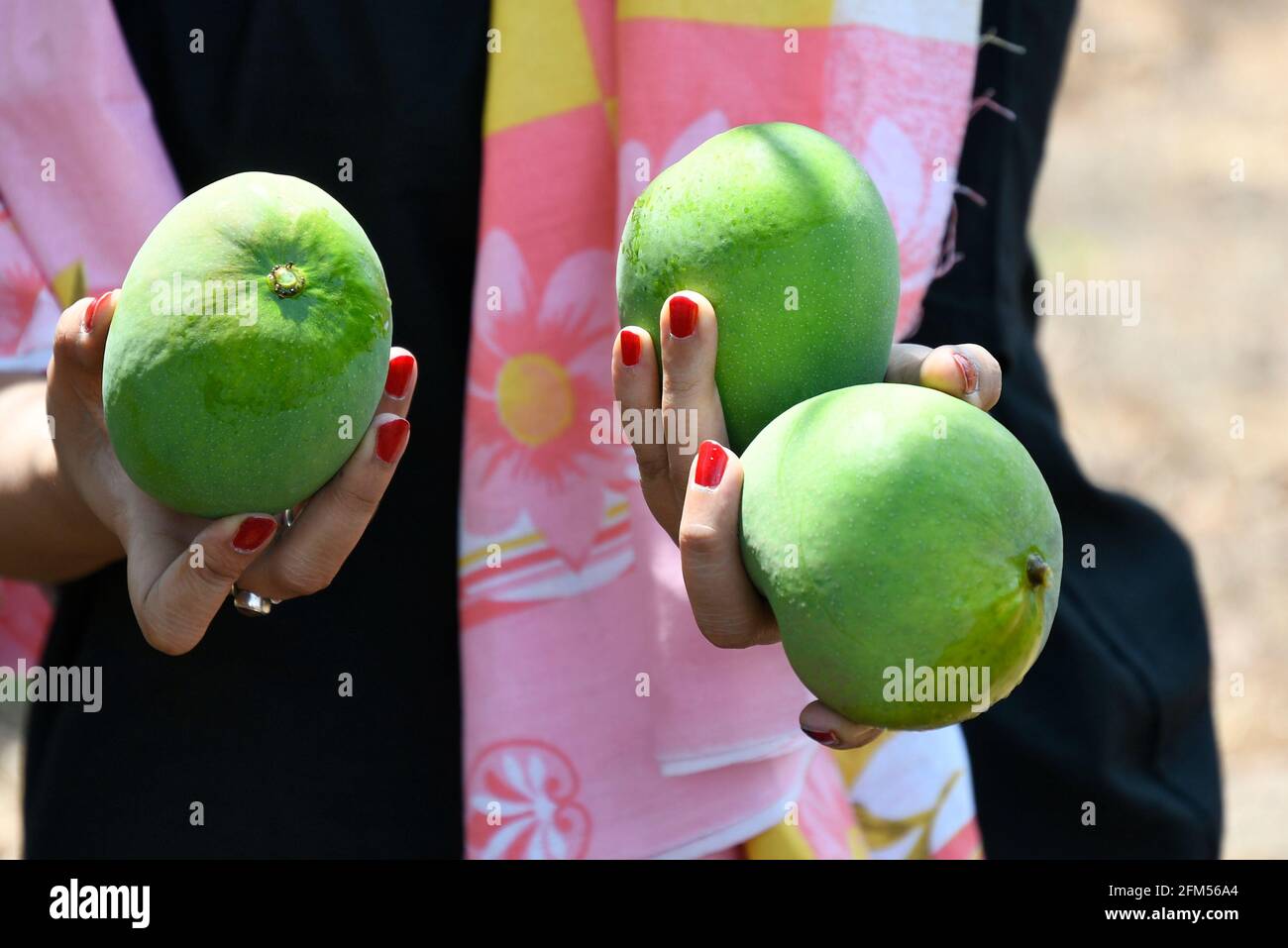 Mango with orange tree hi-res stock photography and images - Alamy