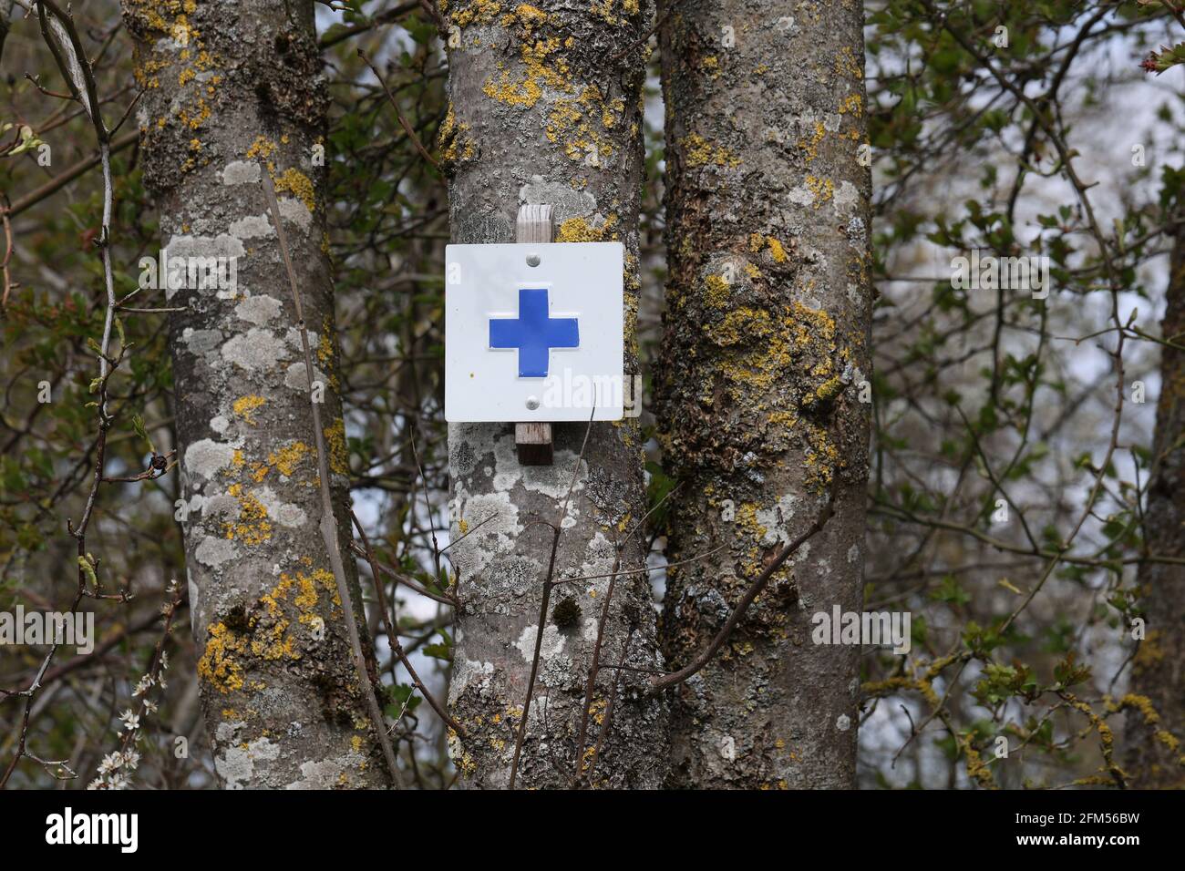Blue Cross Symbol marks a tourist hiking trail on a tree in the forest ...