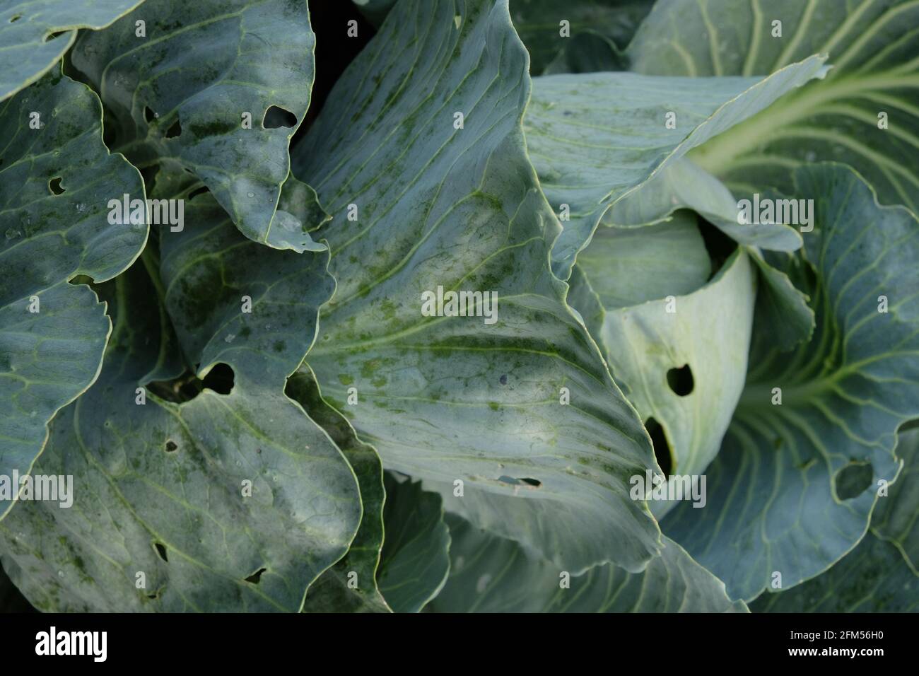 Cabbage heads, close up. Full Frame Shot Of Fresh Cabbage Stock Photo ...