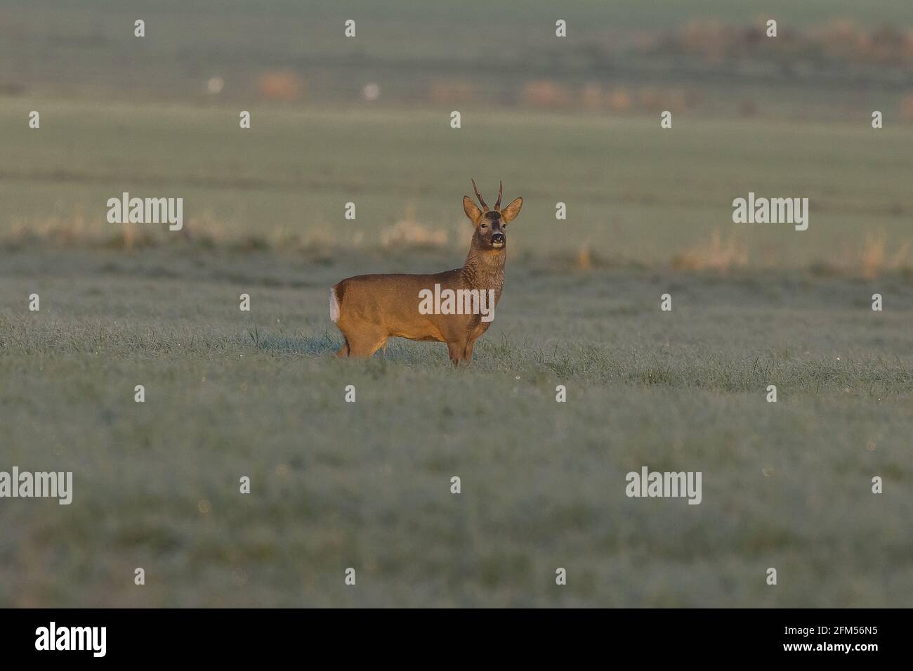 Roe deer captured early morning hi-res stock photography and images - Alamy