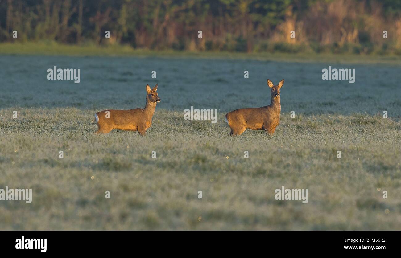 Roe deer captured early morning hi-res stock photography and images - Alamy