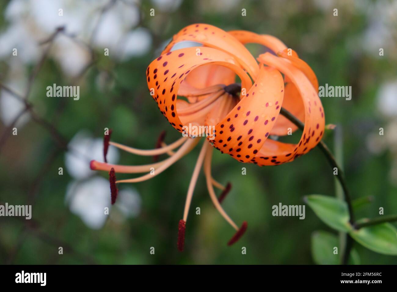 Spotted lily hi-res stock photography and images - Alamy